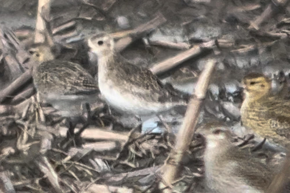 No Golden Plover on Schiermonnikoog? – Invested Birding